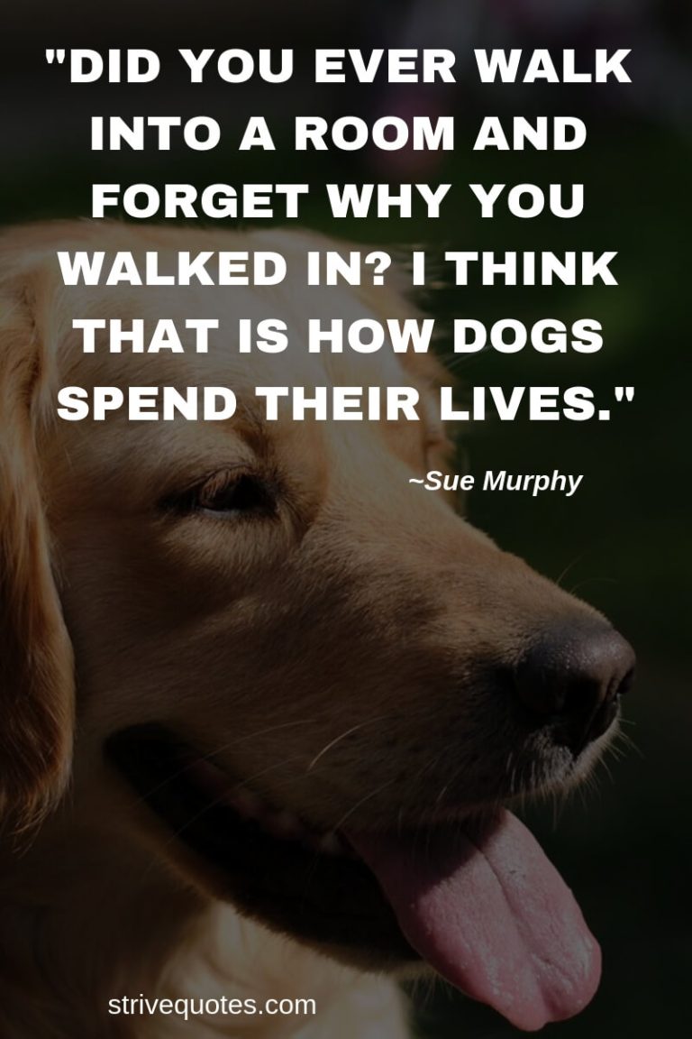 100+ Funny & Inspirational Pet Quotes and Sayings - MindBootstrap.com