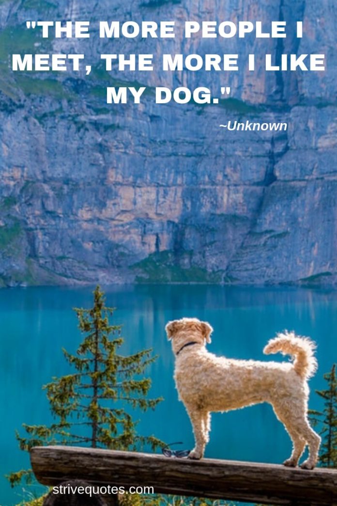 100+ Funny & Inspirational Pet Quotes and Sayings - MindBootstrap.com