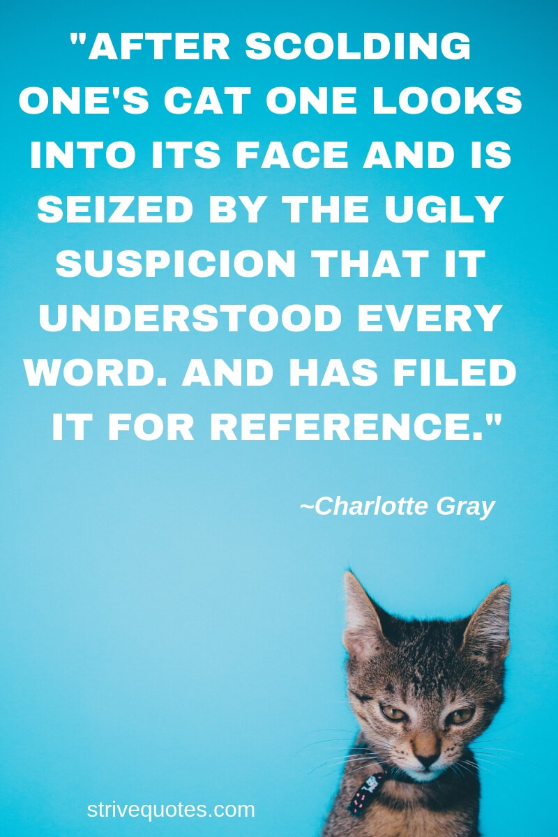 100+ Funny & Inspirational Pet Quotes and Sayings - MindBootstrap.com