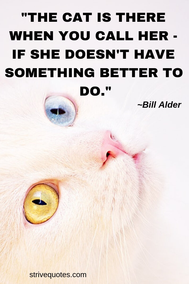100+ Funny & Inspirational Pet Quotes and Sayings - MindBootstrap.com