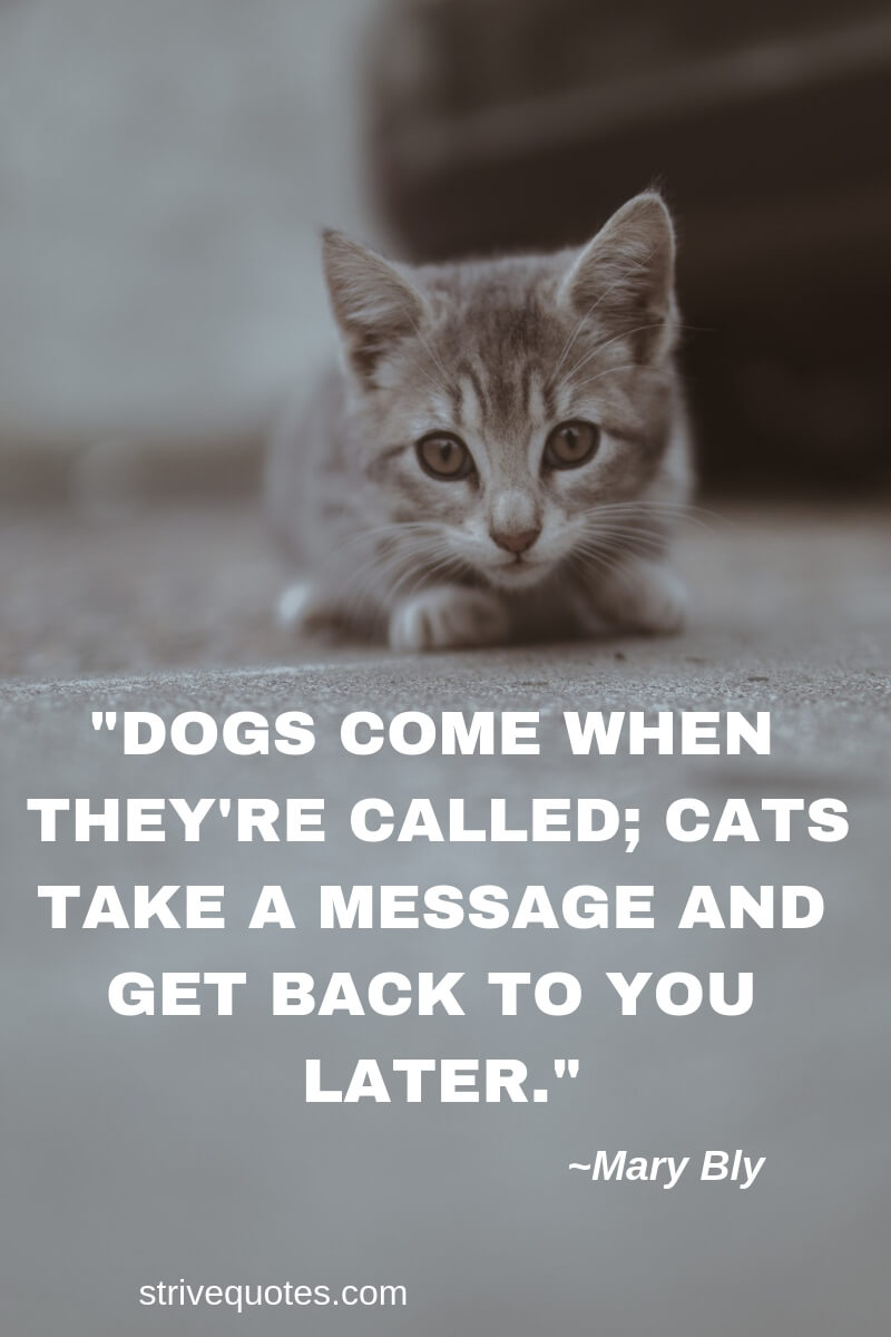 100+ Funny & Inspirational Pet Quotes and Sayings - MindBootstrap.com