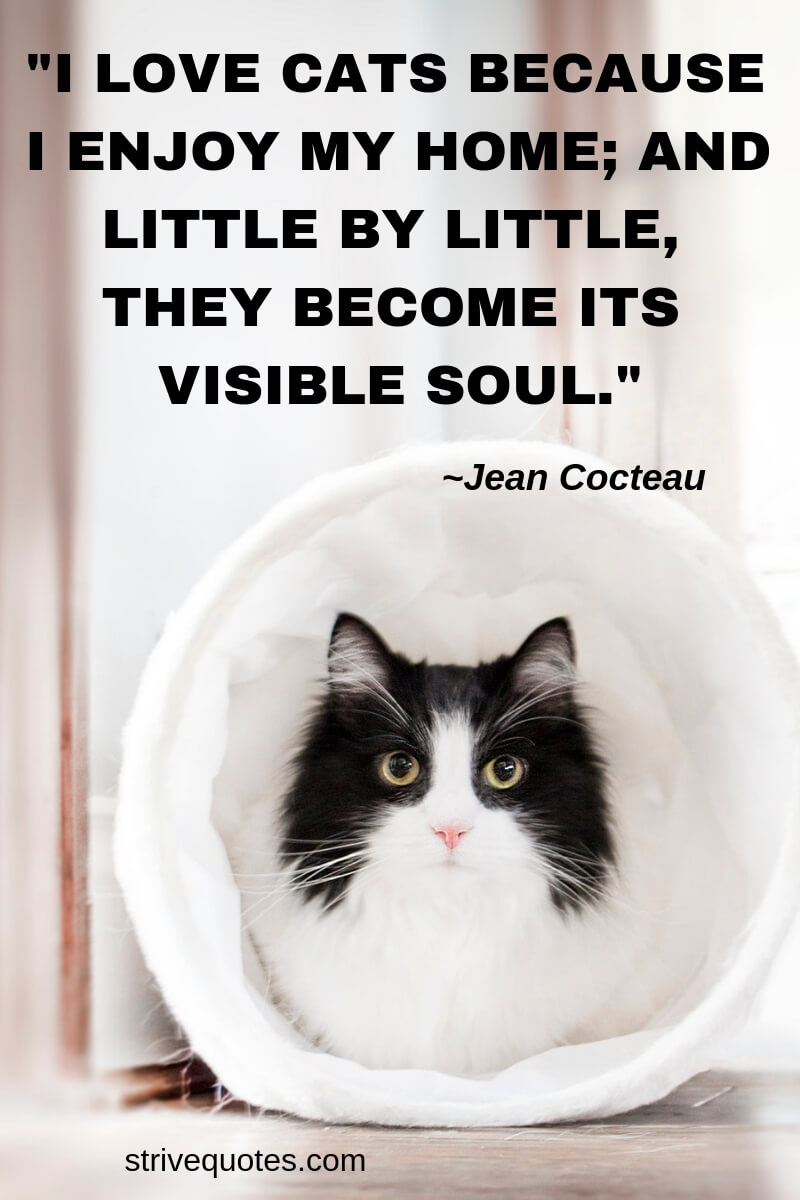 100+ Funny & Inspirational Pet Quotes and Sayings - MindBootstrap.com