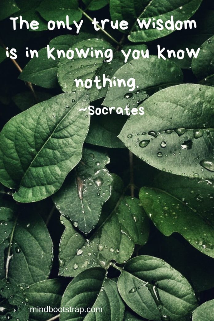 108+ Inspiring Wisdom Quotes & Sayings (With Images)